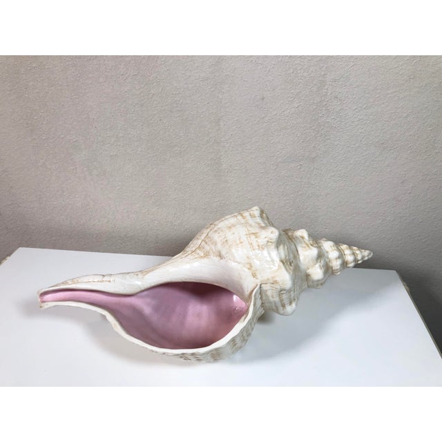 Vintage Decorative Conch Shell | Chairish