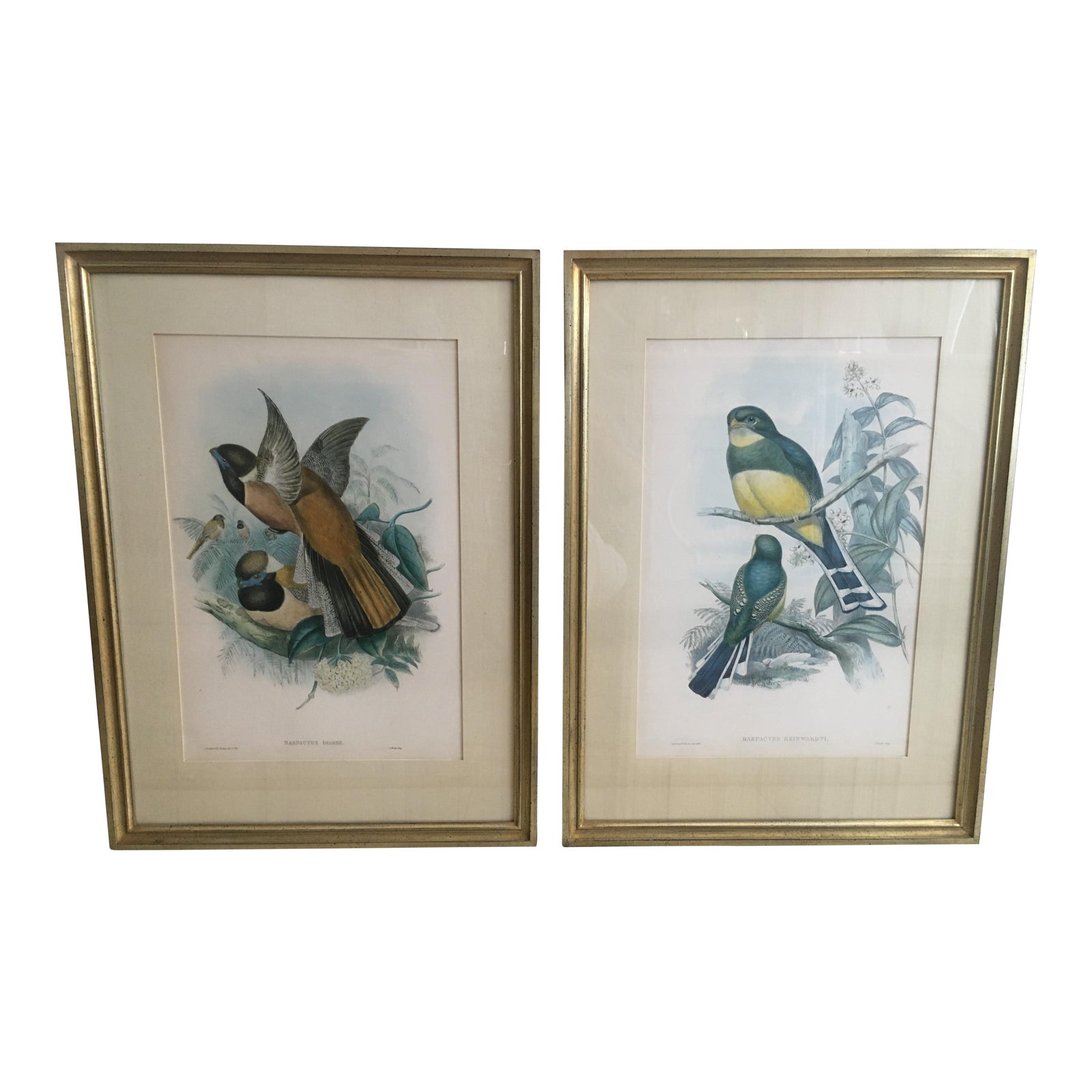 Mid 19th Century Gould & Richter Avian Prints, Framed - a Pair | Chairish