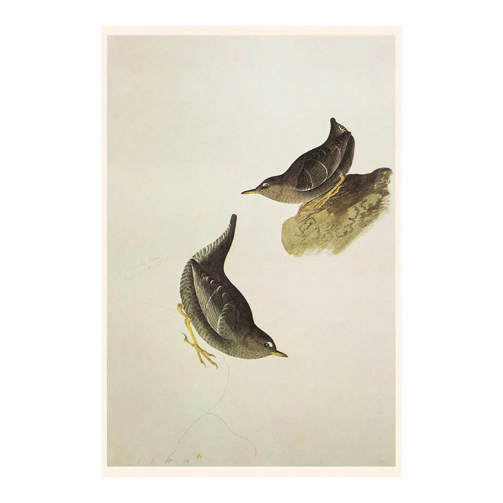 1966 Vintage Cottage Print "American Dipper" After John John Audubon ...