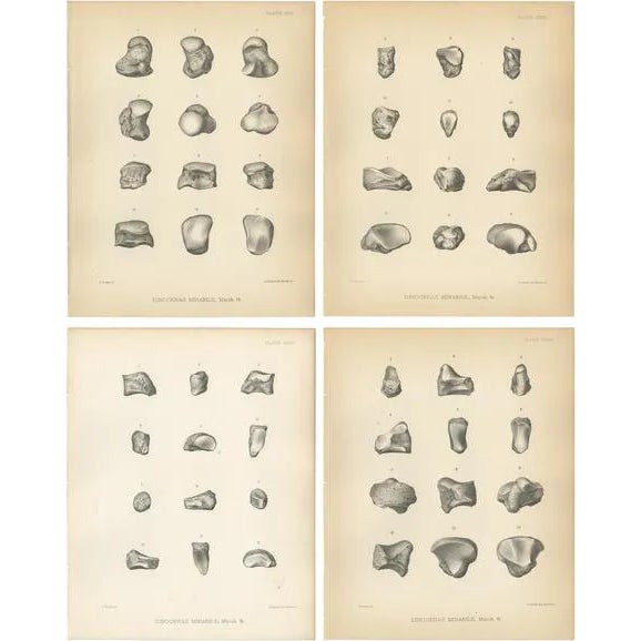 Marsh, Paleontology Illustrations of a Dinoceras Mirabile, 1886, Prints ...
