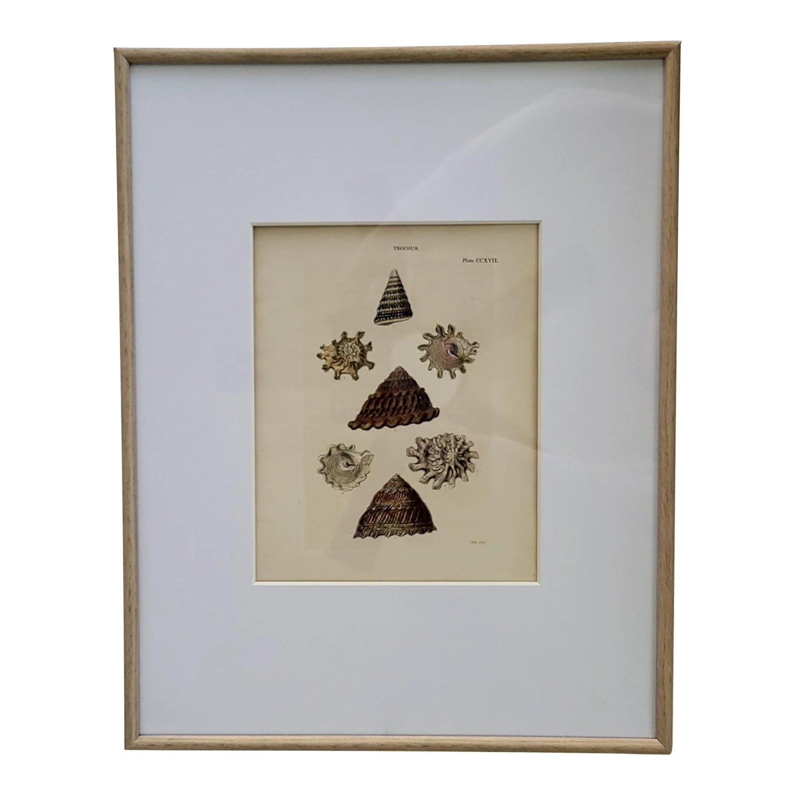 Framed Early 1900s Antique Trochus Shell Art Engraving | Chairish