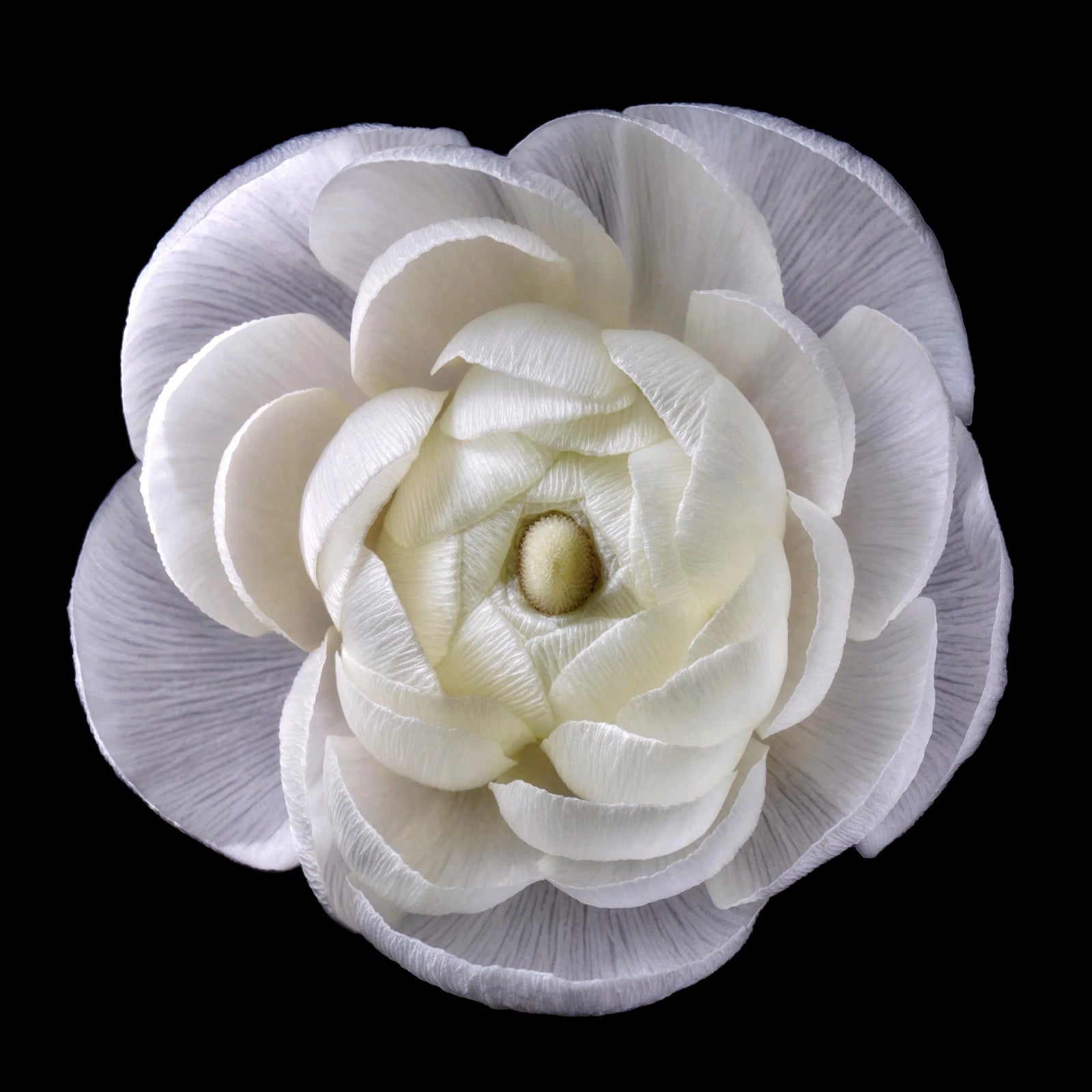 Photographic Botanical Print, “Bijou“ by Artist Debi Shapiro | Chairish