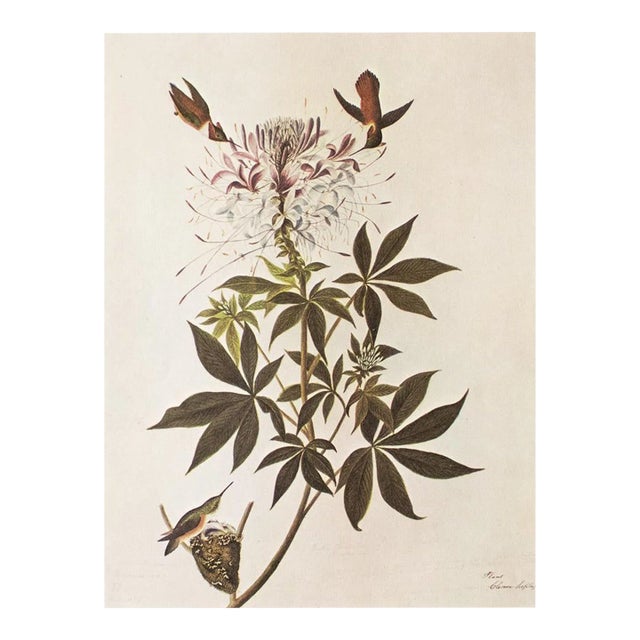 Ruff-Necked Hummingbirds After John J. Audubon, 1966 Cottage Print ...
