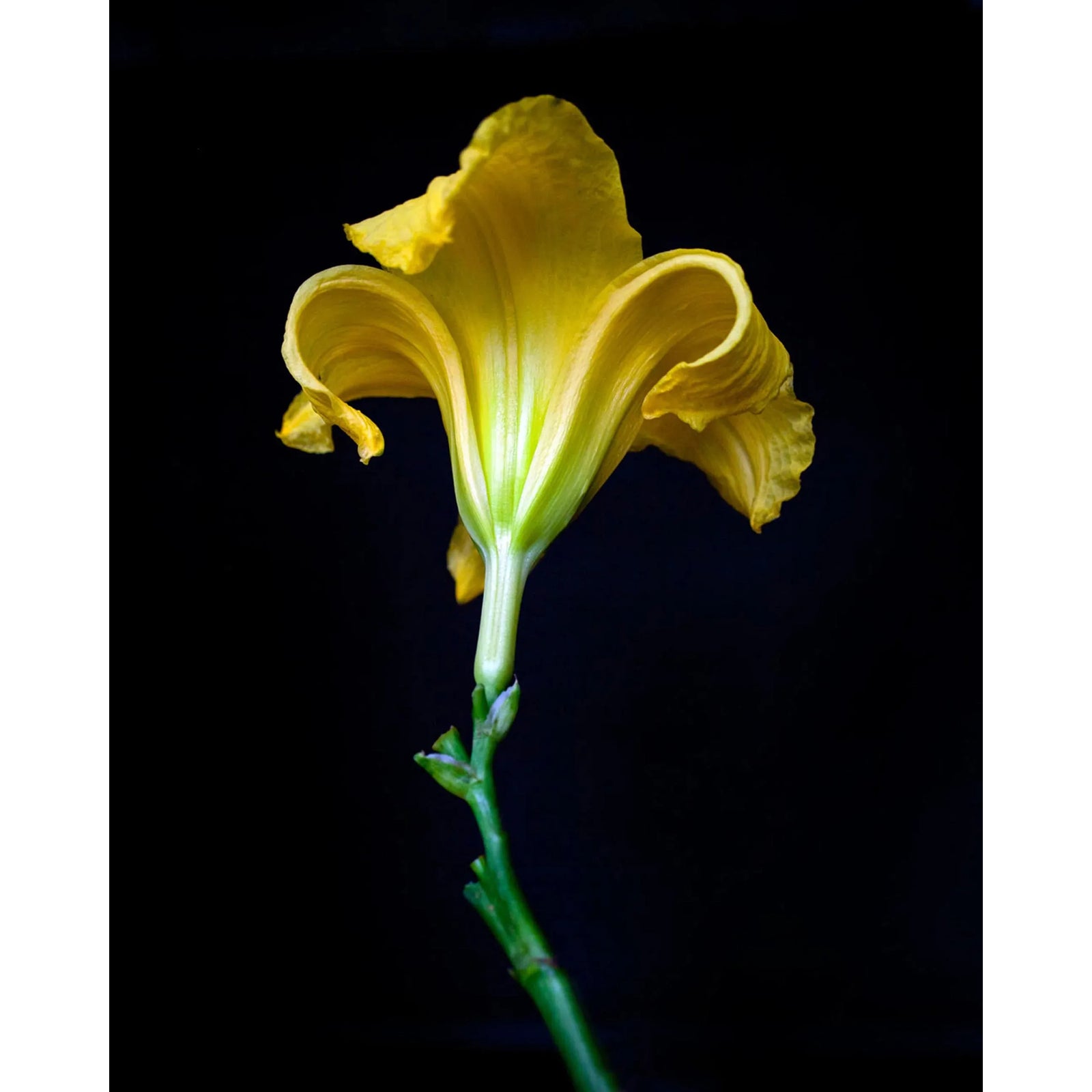 Botanical 61 Painting | Chairish