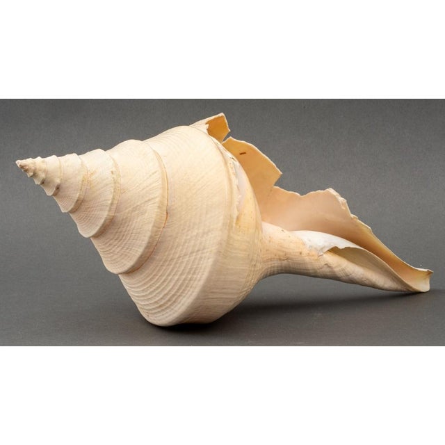 Large Conch Seashell | Chairish