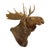 Antique North American Moose Shoulder Mount | Chairish