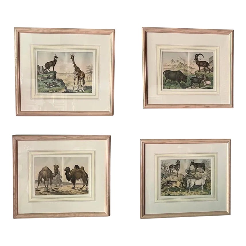 Set of 4, Natural History of the Animal Kingdom Engravings Circa 1860 ...