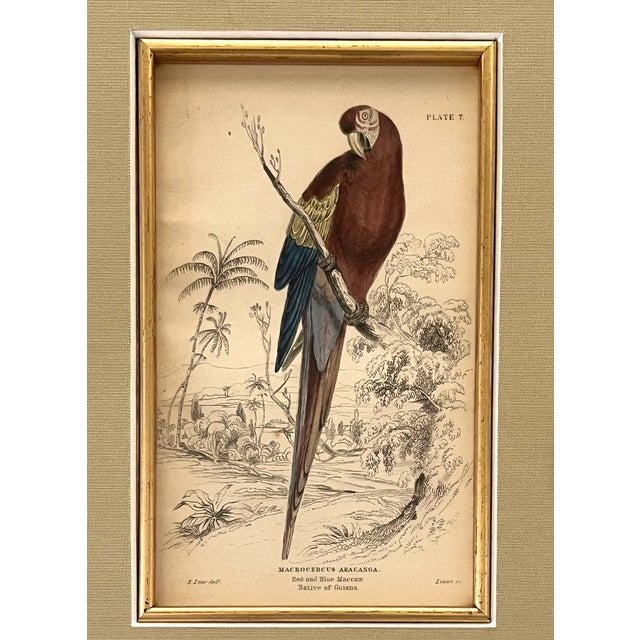 19th Century Bird Engravings - Set of Four | Chairish