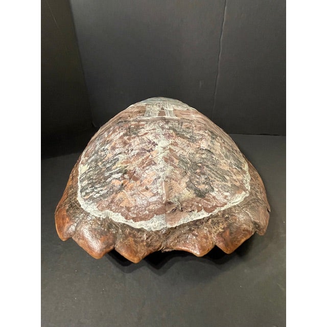 Antique Hand Painted Tortise Shell From Tibet | Chairish