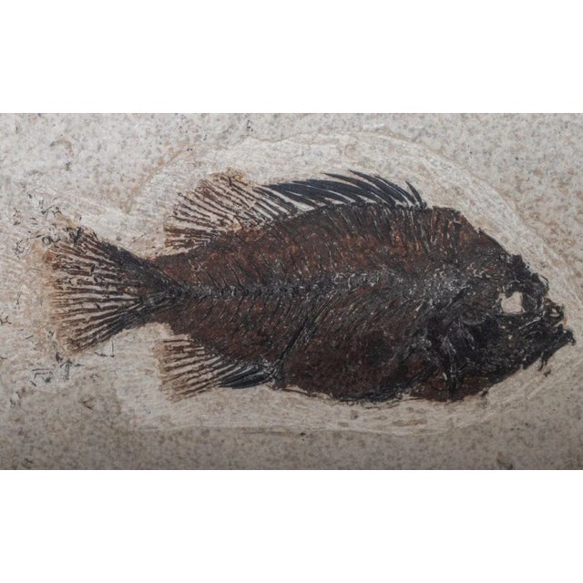Prehistoric Fish Fossil "Priscacara Serrata" | Chairish