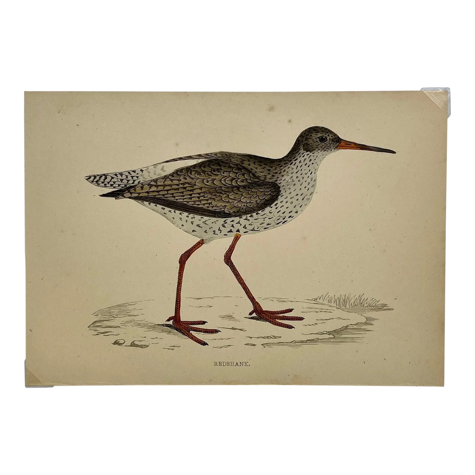 Antique Bird Print From England Showcasing a Red Shank - Circa 1880 ...