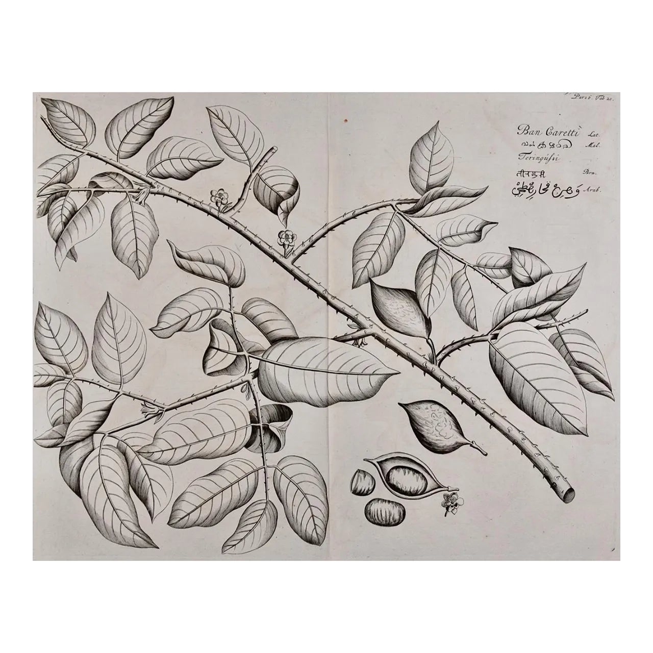 Hendrik Adriaan van Rheede tot DrakensteinFever Nut Plant "Ban Caretti ...