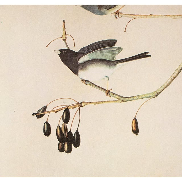 1966 Vintage Cottage Print "Snow Bird & Slate-Colored Junco" After John ...