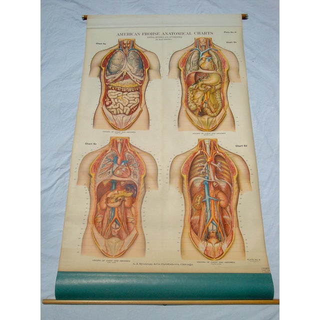 Authentic Vintage Anatomy Pull Down Chart, Rare Medical School Chart ...