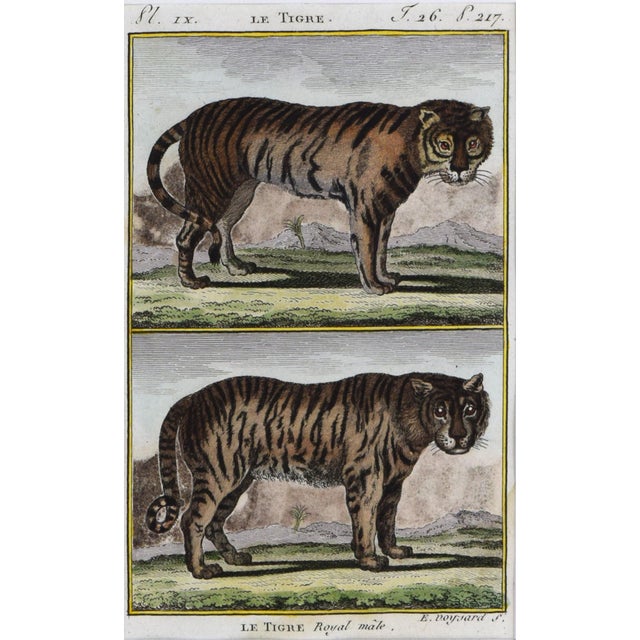 Early 19th Century French Hand Colored Engraving of Tigers C. 1800 ...