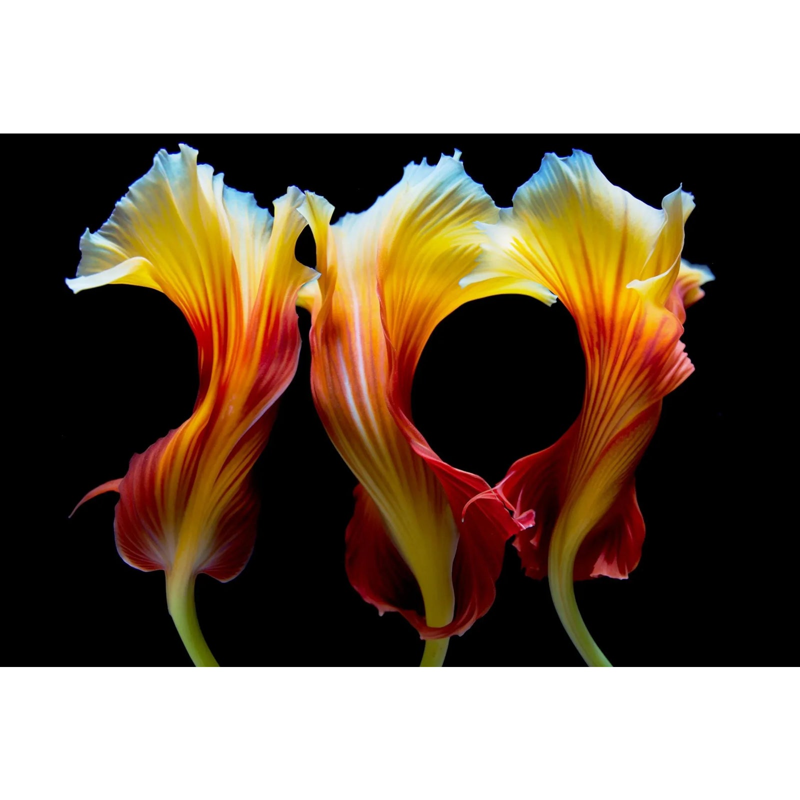"Lily3" Contemporary Original Botanical Still Life Photograph by ...