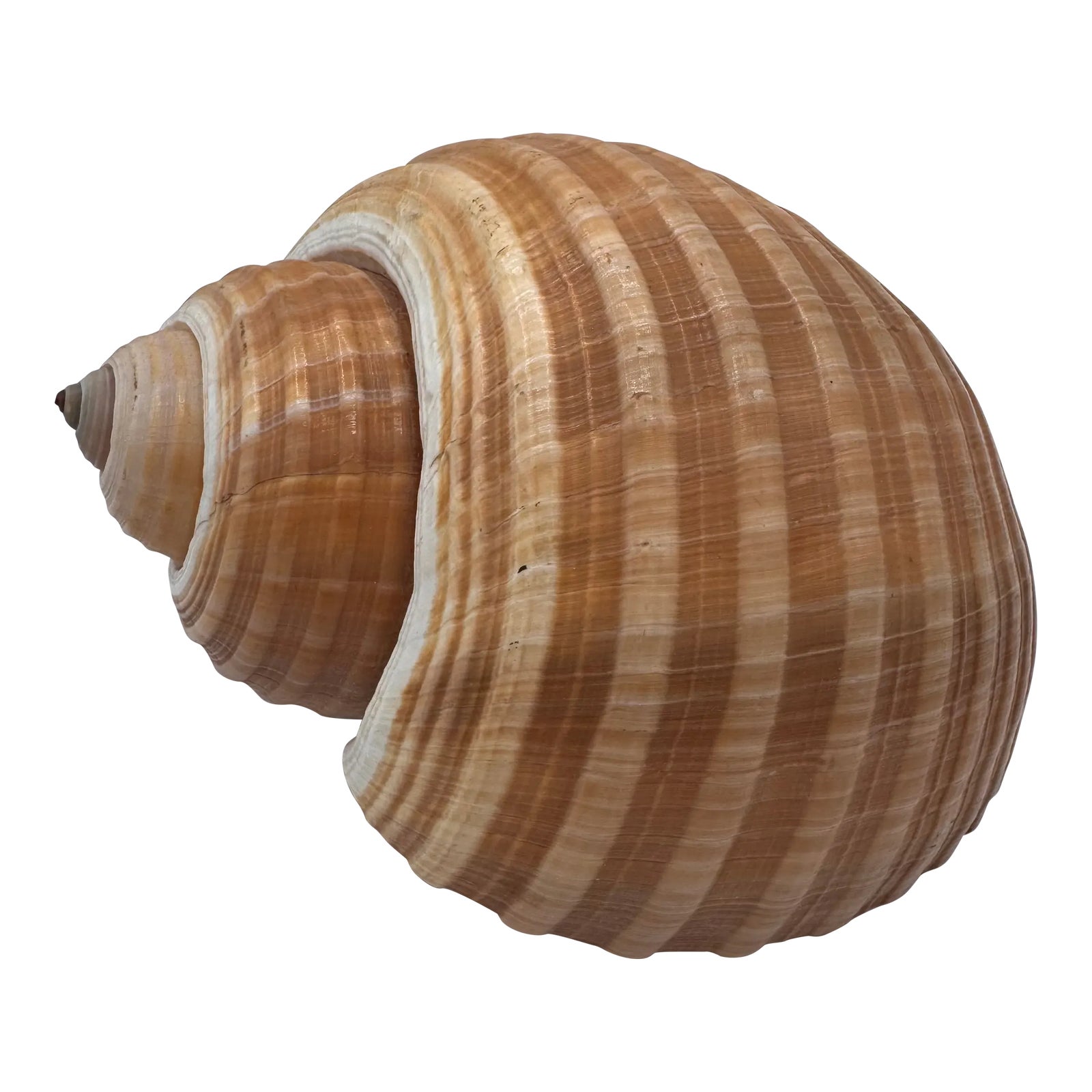 Vintage Large Tun Ocean Snail Shell Seashell | Chairish