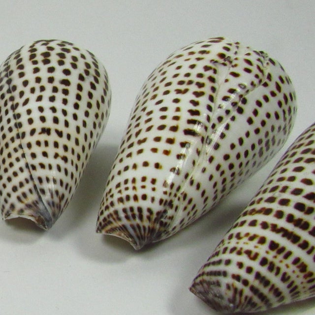 Conus Leopardus Shells - Set of 12 | Chairish