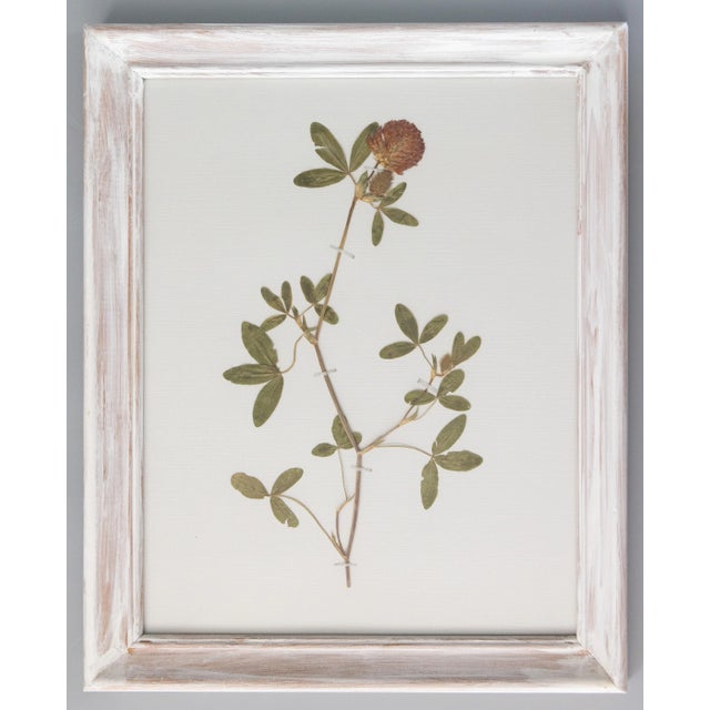 Custom Framed White Washed Scandinavian Herbarium Gallery, Circa 1920 - Set of 9 | Chairish