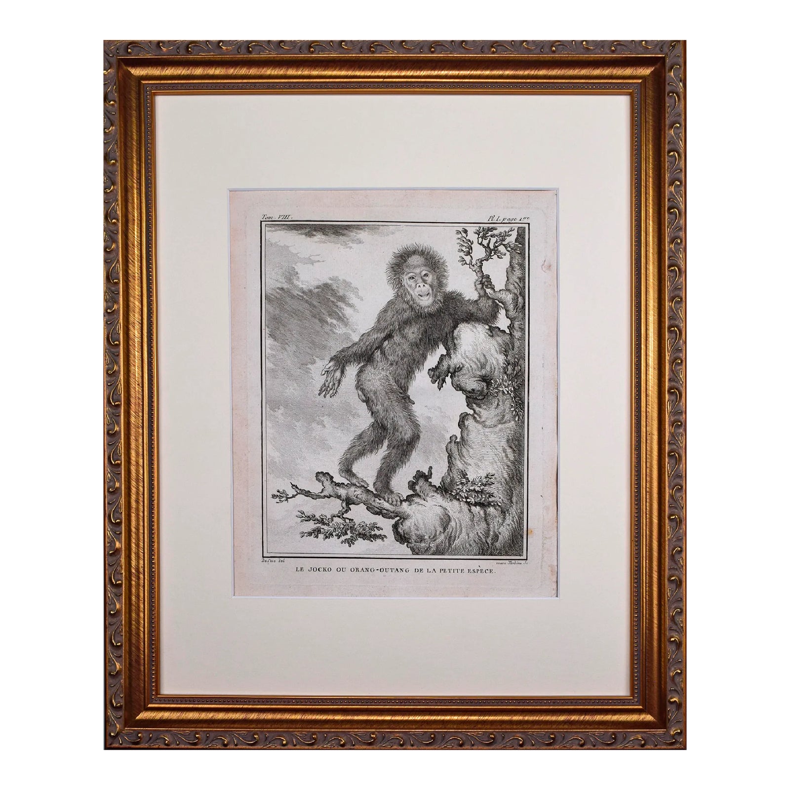 18th Century Original French Orangutan Monkey Engraving by Buffon 1789 ...