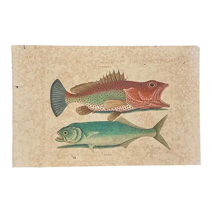 Mark Catesby Engraving, "Red Hind and Skipjack Tuna" | Chairish
