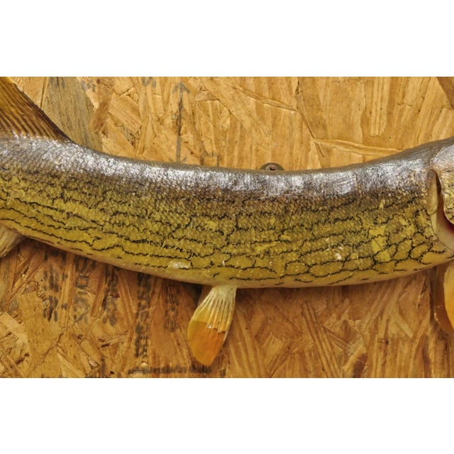 Vintage Northern Pike Wall Mount Taxidermy Real Skin Fishing Wall Decor ...