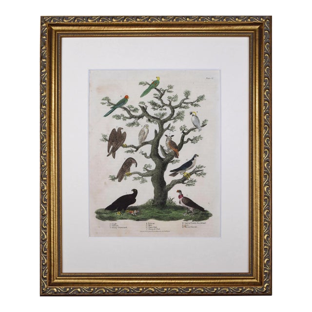 19th Century Antique Hand Colored Ornithological Engraving of Bird ...