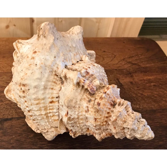 Natural Conch Shell With Unusual Shape and Colors | Chairish