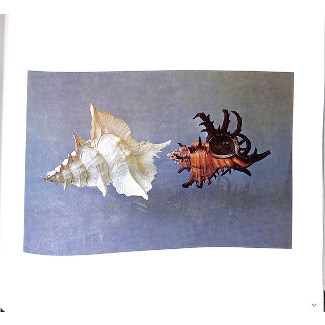 "The Shell: Five Hundred Million Years of Inspired Design" 1988 Stix ...