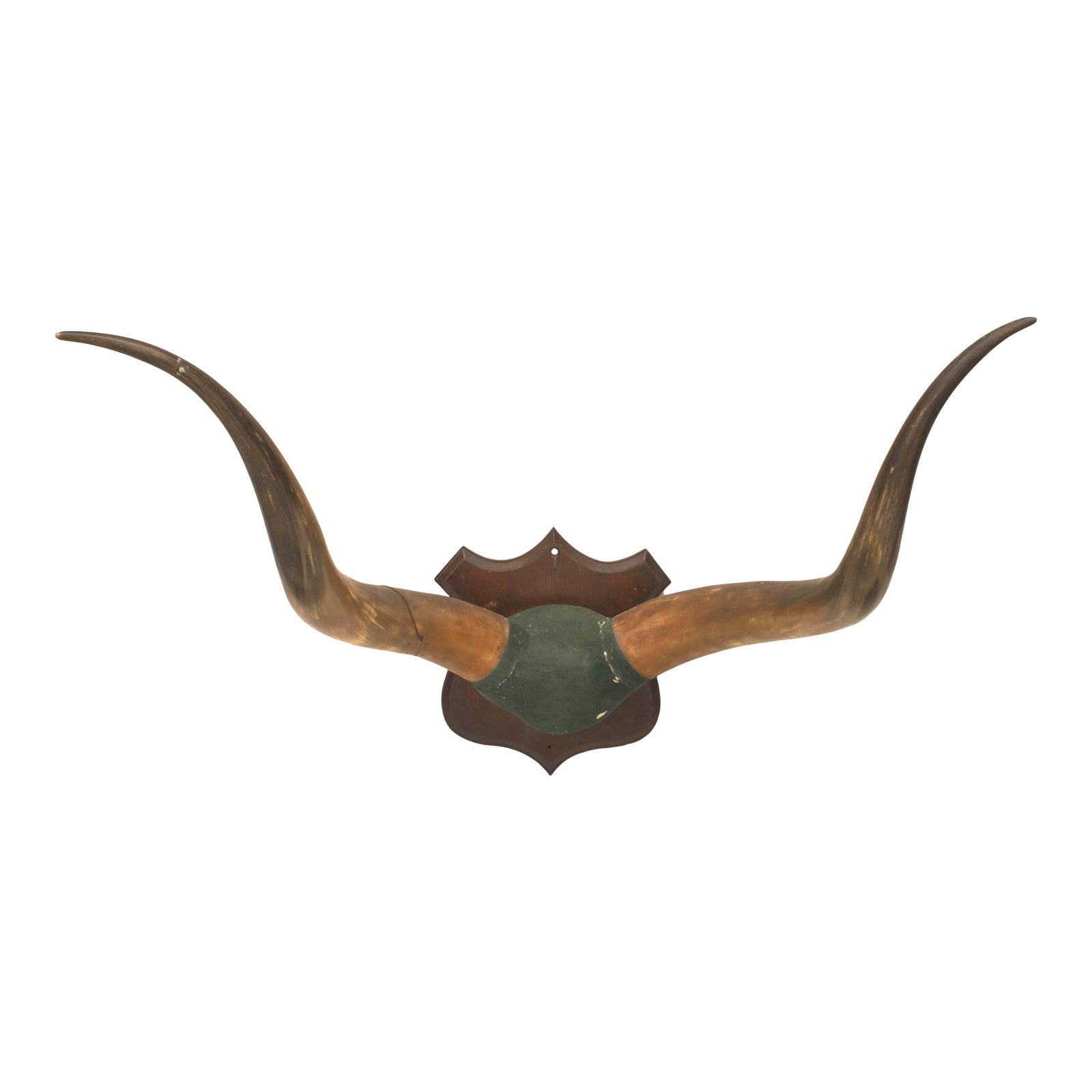 Rustic Long Horn Wall Plaque | Chairish