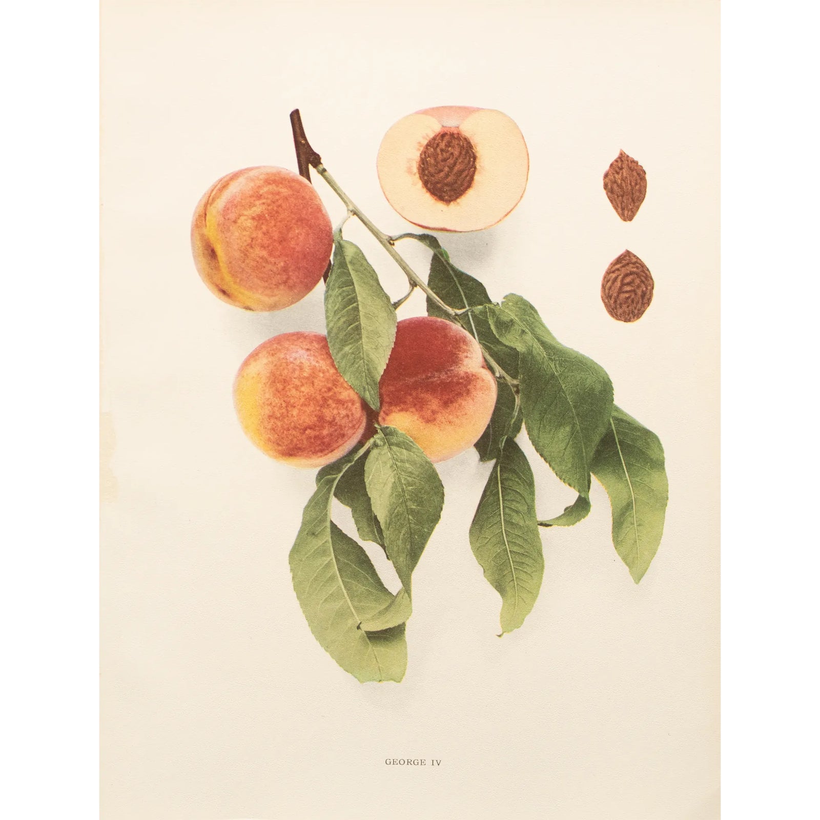1900s U. P. Hedrick, Original Antique Photogravure of George IV Peaches ...