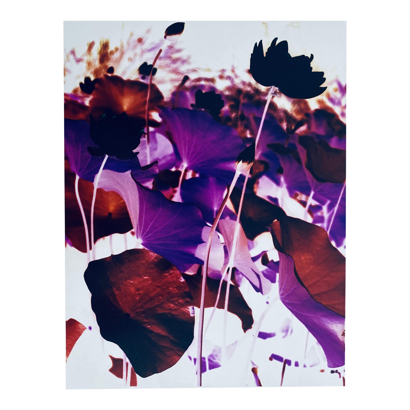 Jeffrey Rothstein, Flora Fauna Series Vintage Color Photograph Abstract ...