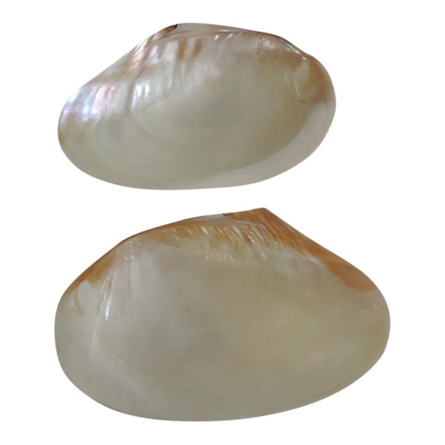 Large Oyster Shell Dishes - Set of 2 | Chairish