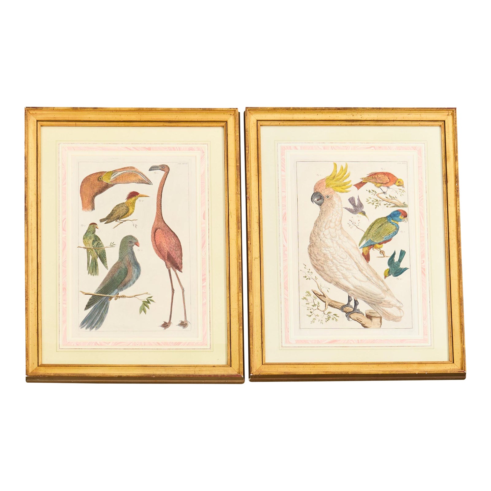 Albertus Seba Pair Hand Colored Ornithological Bird Prints - Set of 2 ...