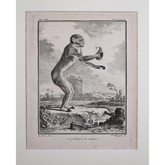 18th Century Original French Monkey Engraving by Buffon 1789 | Chairish