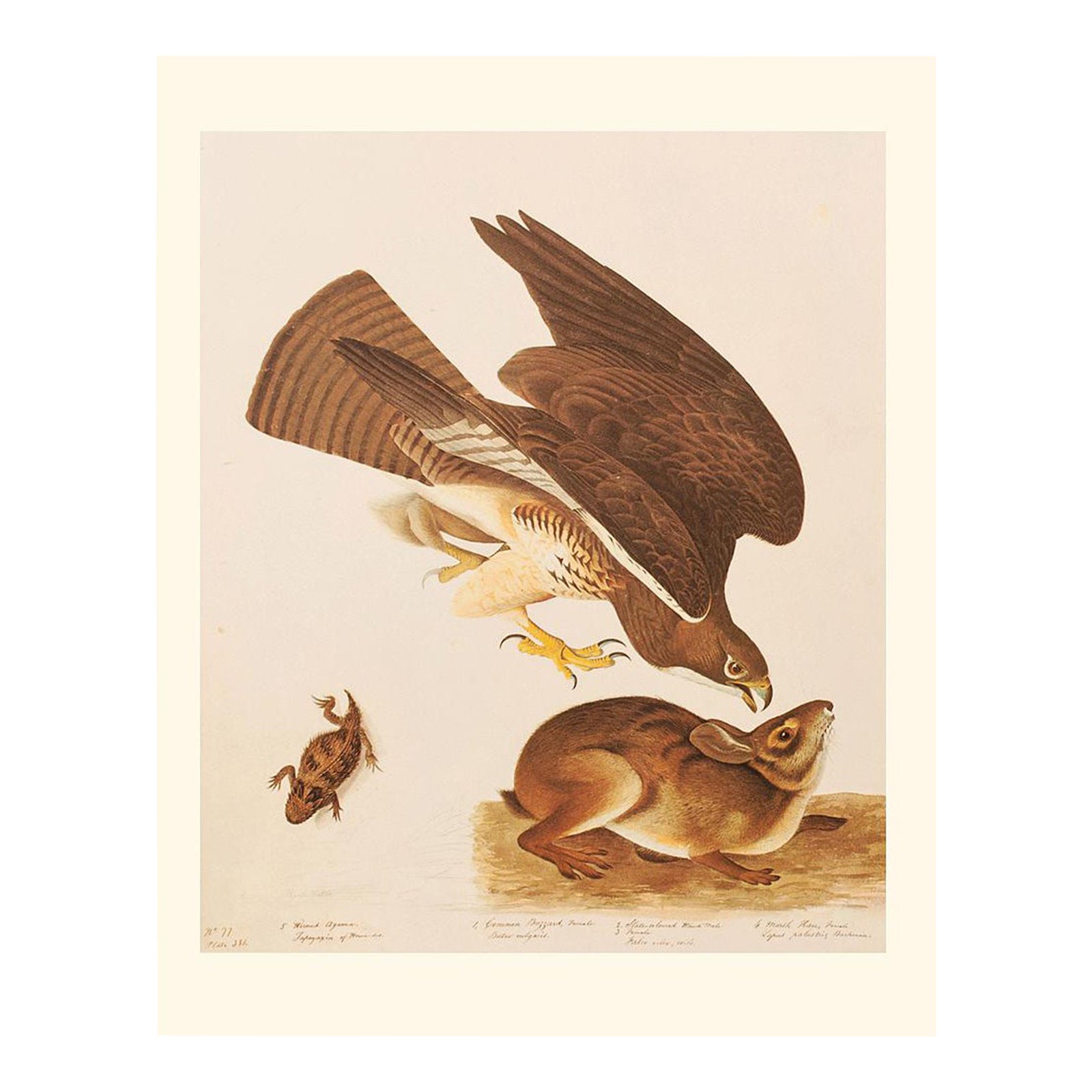 1966 Swaison's Hawk, Marsh Hare and Horned Agarma After Audubon ...