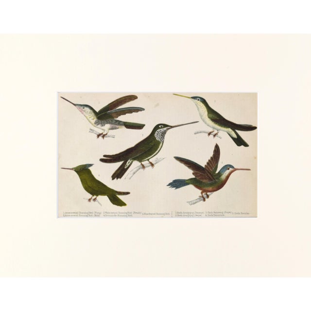 19th Century English Hand Colored Hummingbird Engraving by Goldsmith ...