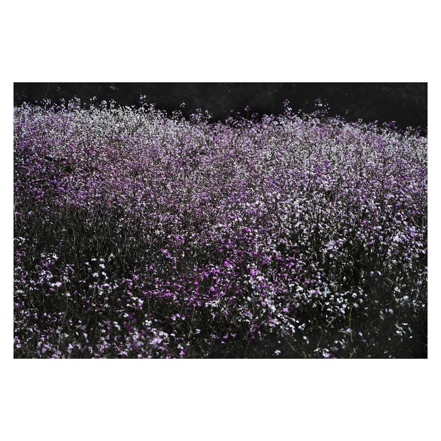 "Wild" Original Field Landscape Photograph - 60X40" | Chairish