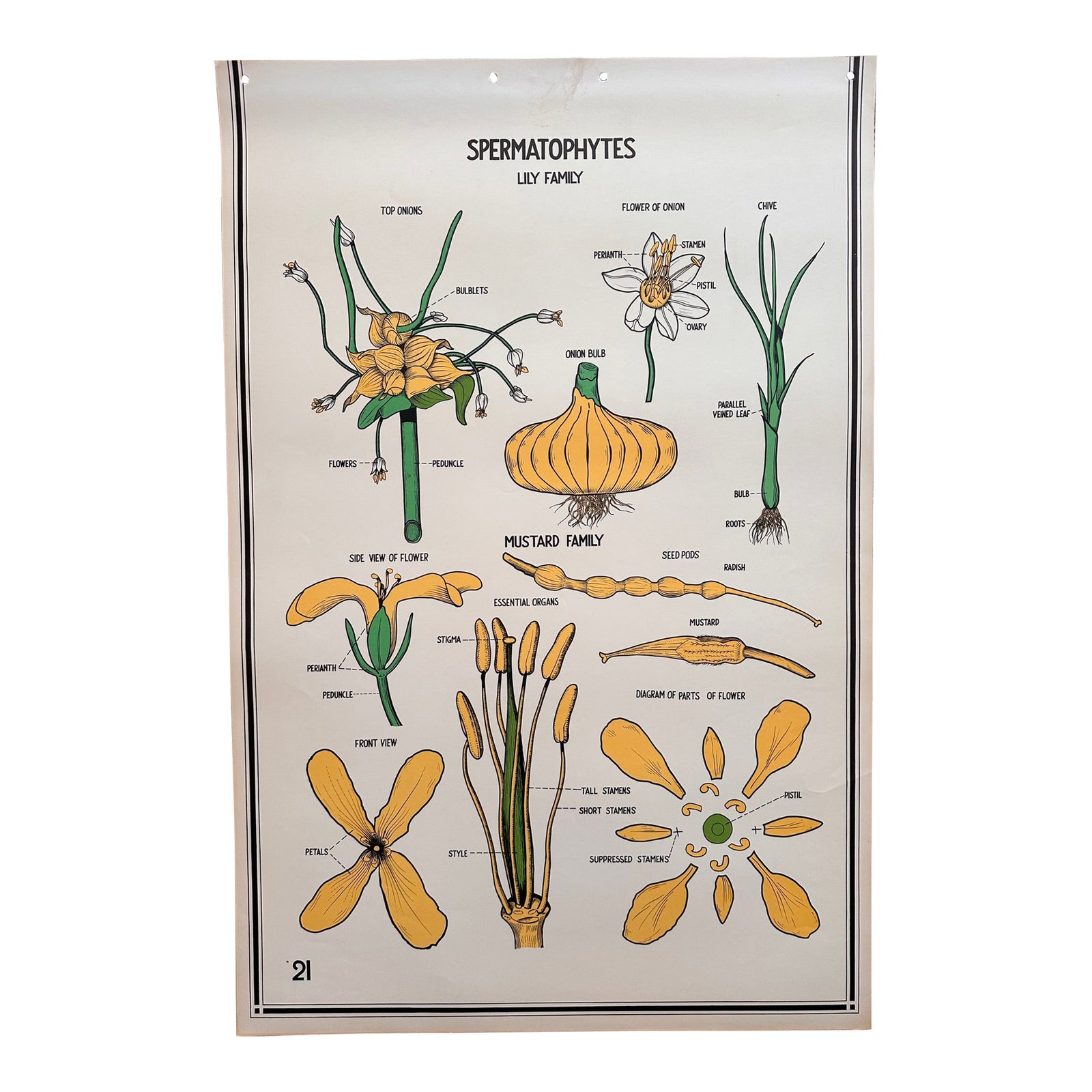 1940s Vintage Biology Science Poster | Chairish