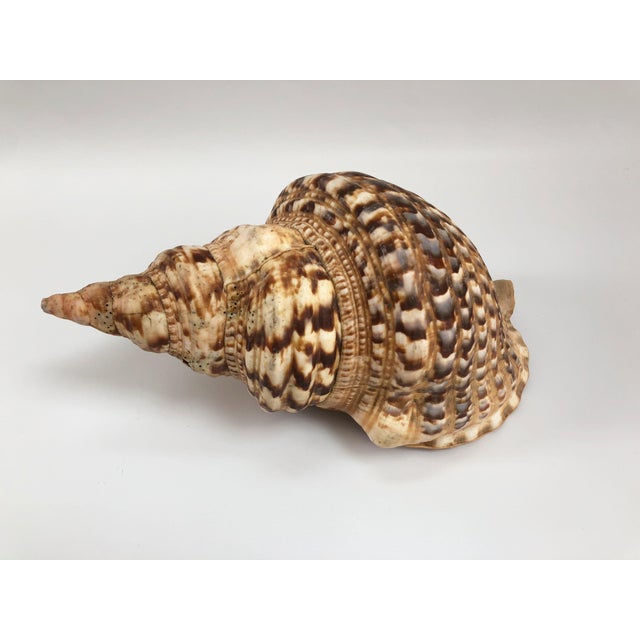 Large Vintage Triton Trumpet Seashell | Chairish