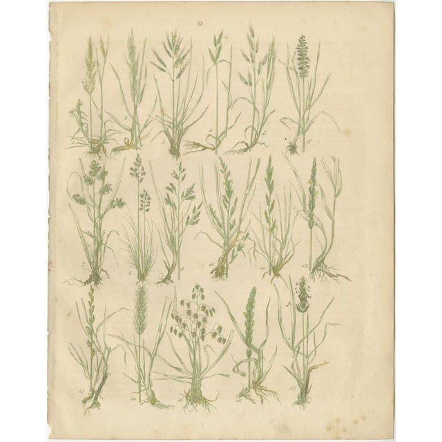 Carl Gustav Calwer, Oats and Wild Grasses Prints, 1852, Lithographs ...