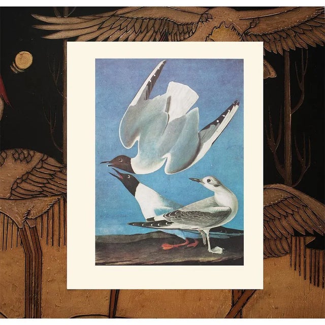 1966 Bonaparte's Gull After John J. Audubon, Cottage Print | Chairish