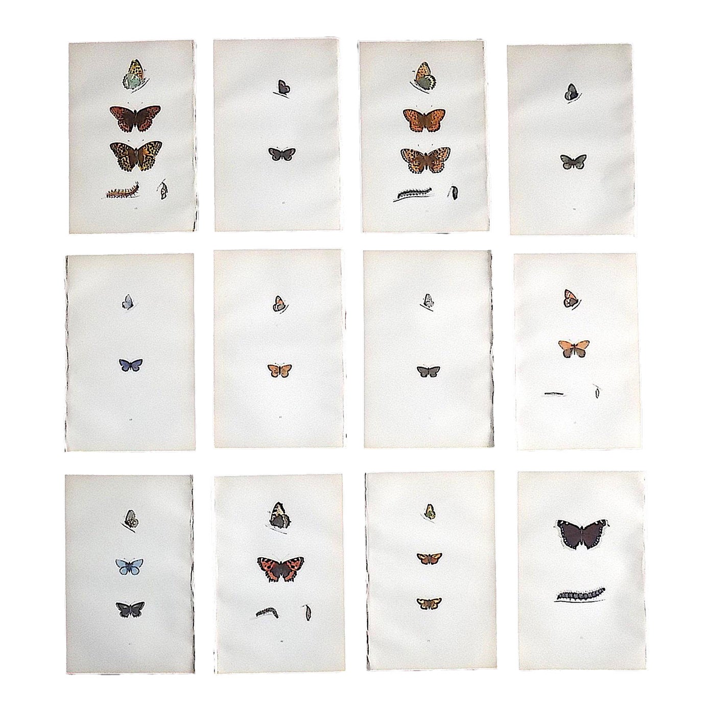 Antique 19th Century Hand Colored Butterfly Lithographs - Set of 12 ...
