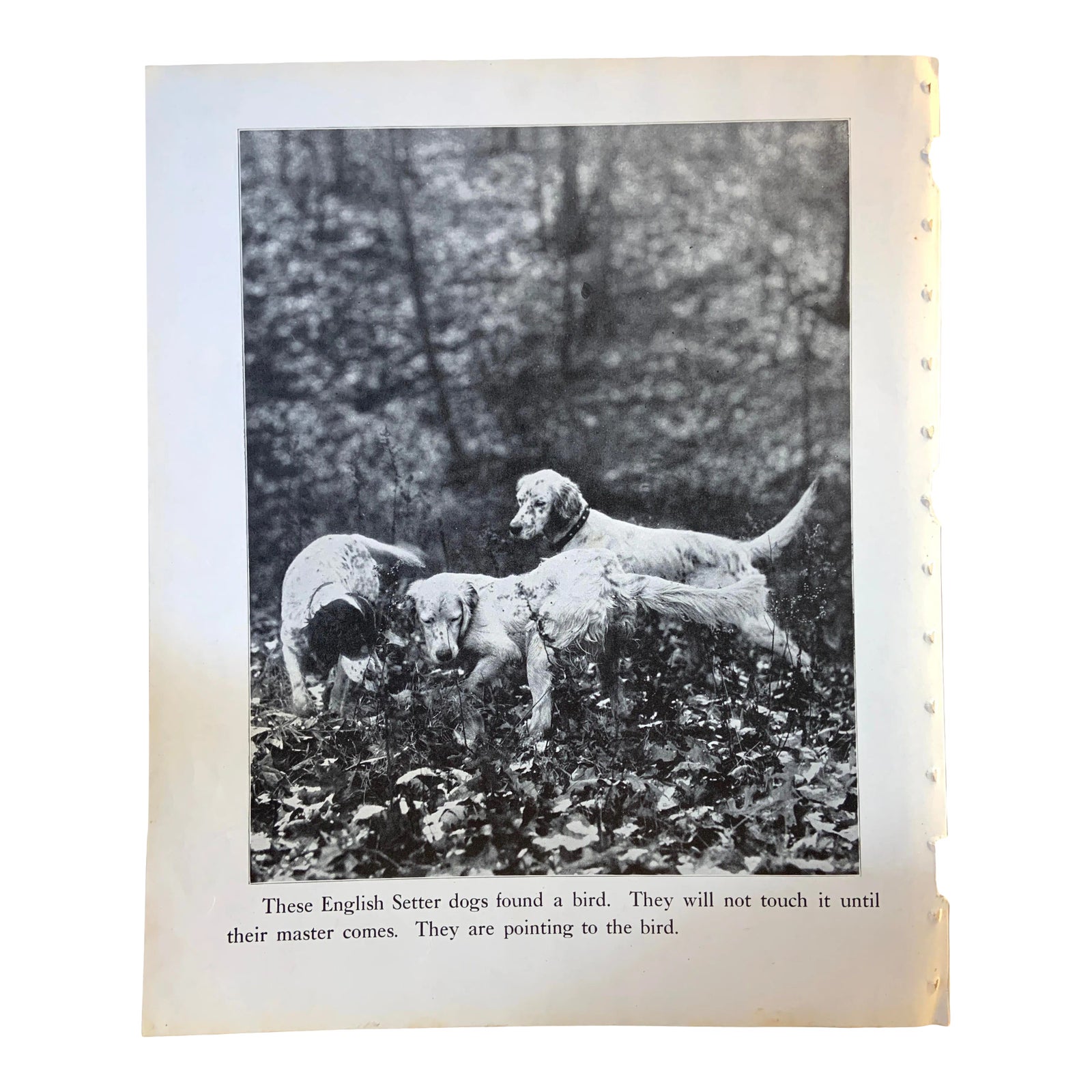 1933 Dog Book Illustration English Setter Print | Chairish