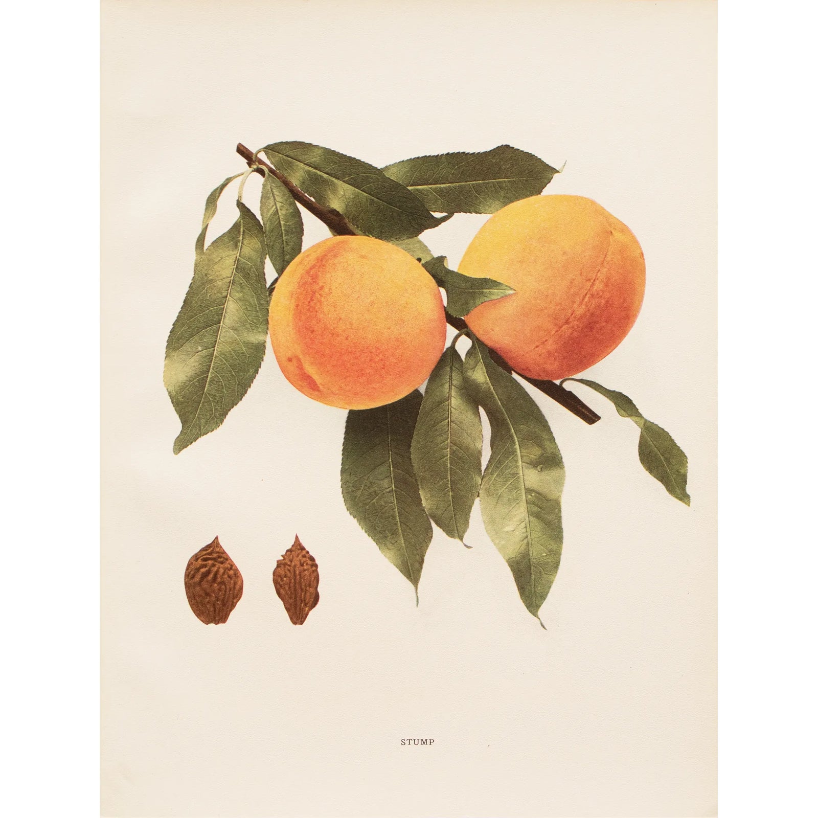 1900s U. P. Hedrick, Original Antique Photogravure of Stump Peaches ...