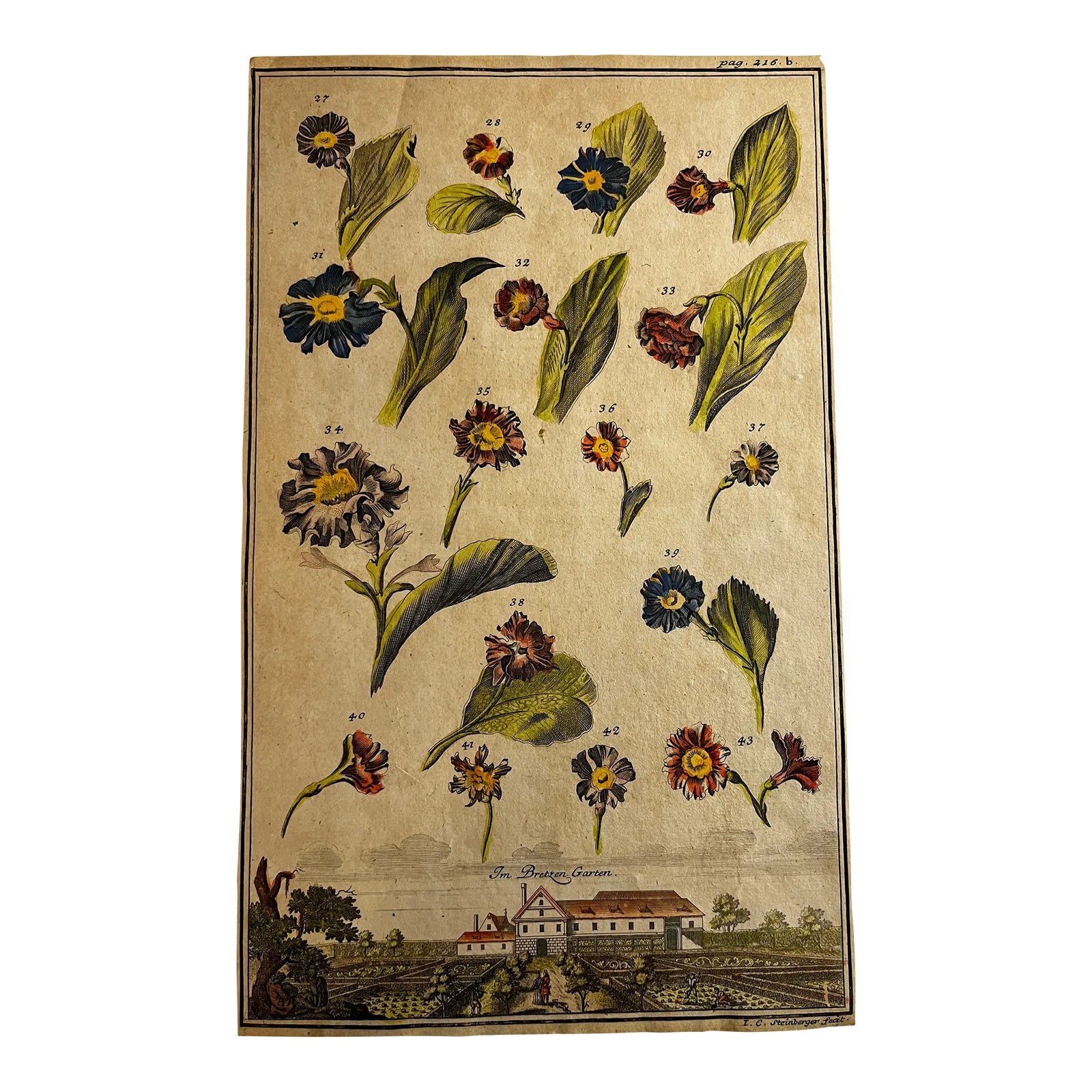 18th Century Floral Hand-Colored Engraving Print | Chairish