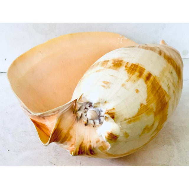 Large Elongated Shell | Chairish