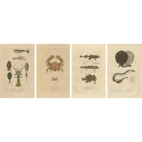 Drapiez, Aquatic & Insect Illustrations, 1845, Handcolored Engravings ...