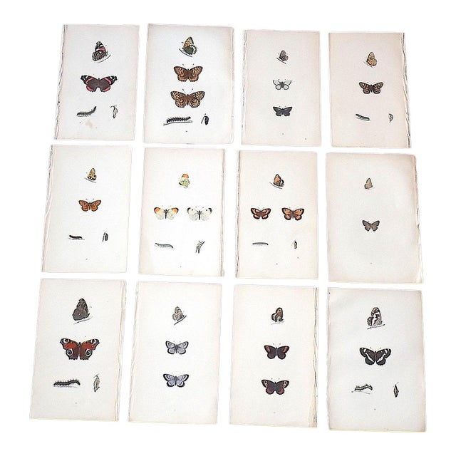 Antique 19th Century Hand Colored Butterfly Lithographs - Set of 12 ...