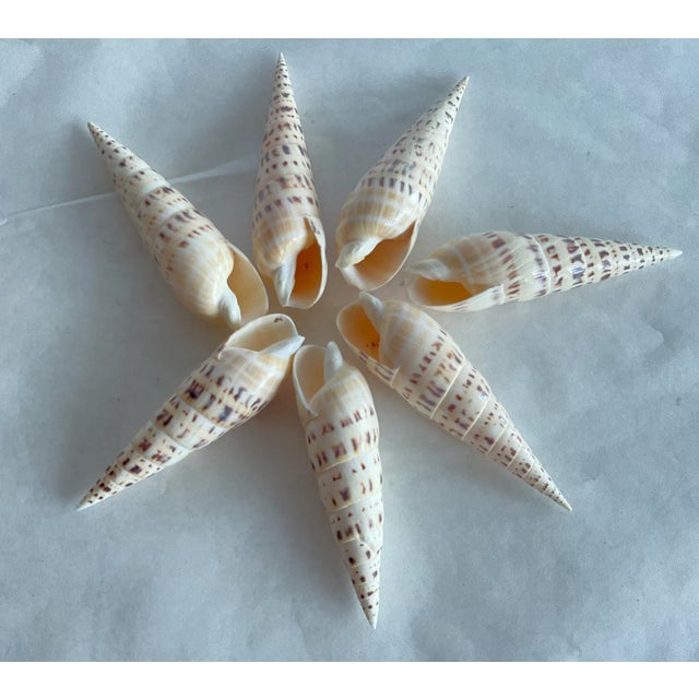 Vintage Spike Shell Collection, Set of 7 | Chairish